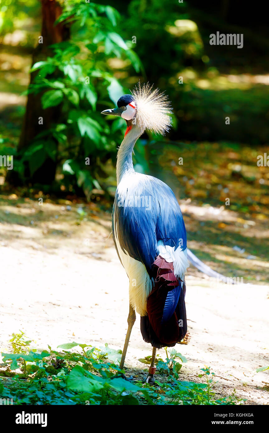 Beautful bird. Blur nature background. Color bird Stock Photo - Alamy