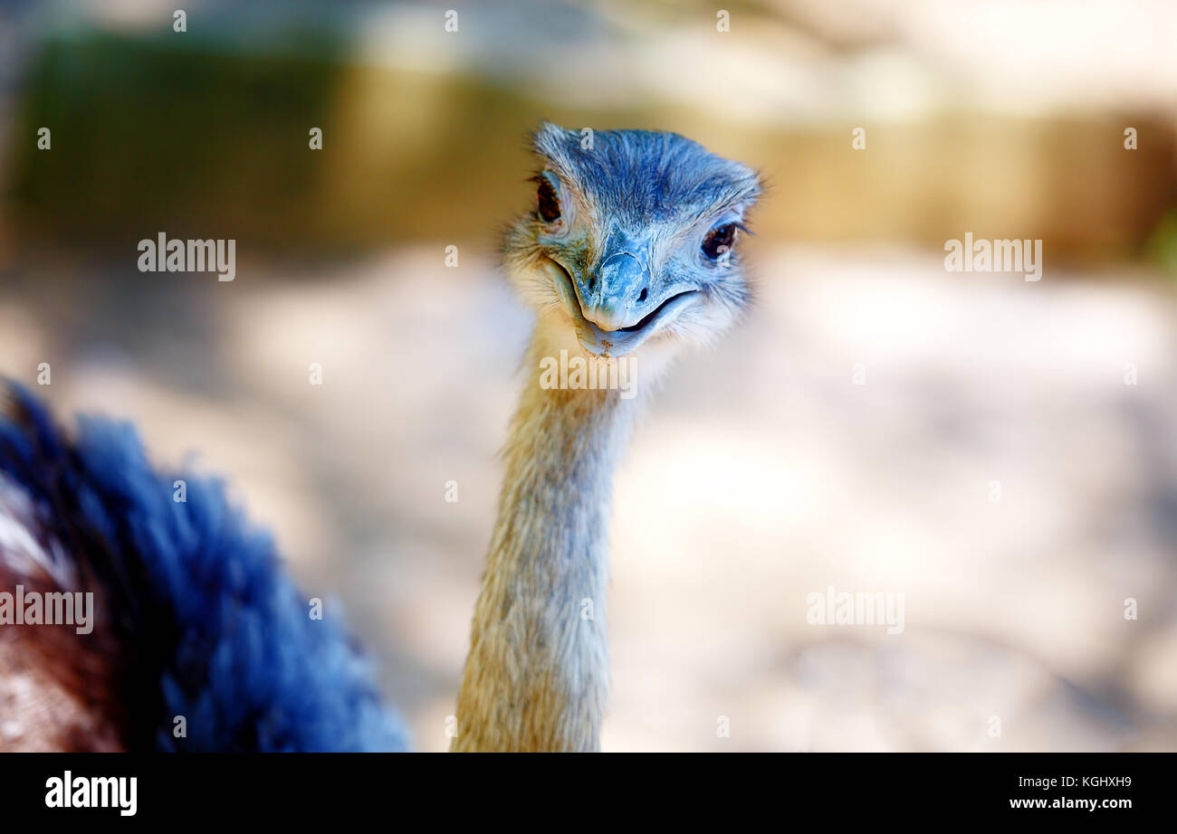 Bird ostrich and Blur background. Struthio camelus. Smiling bird Stock ...