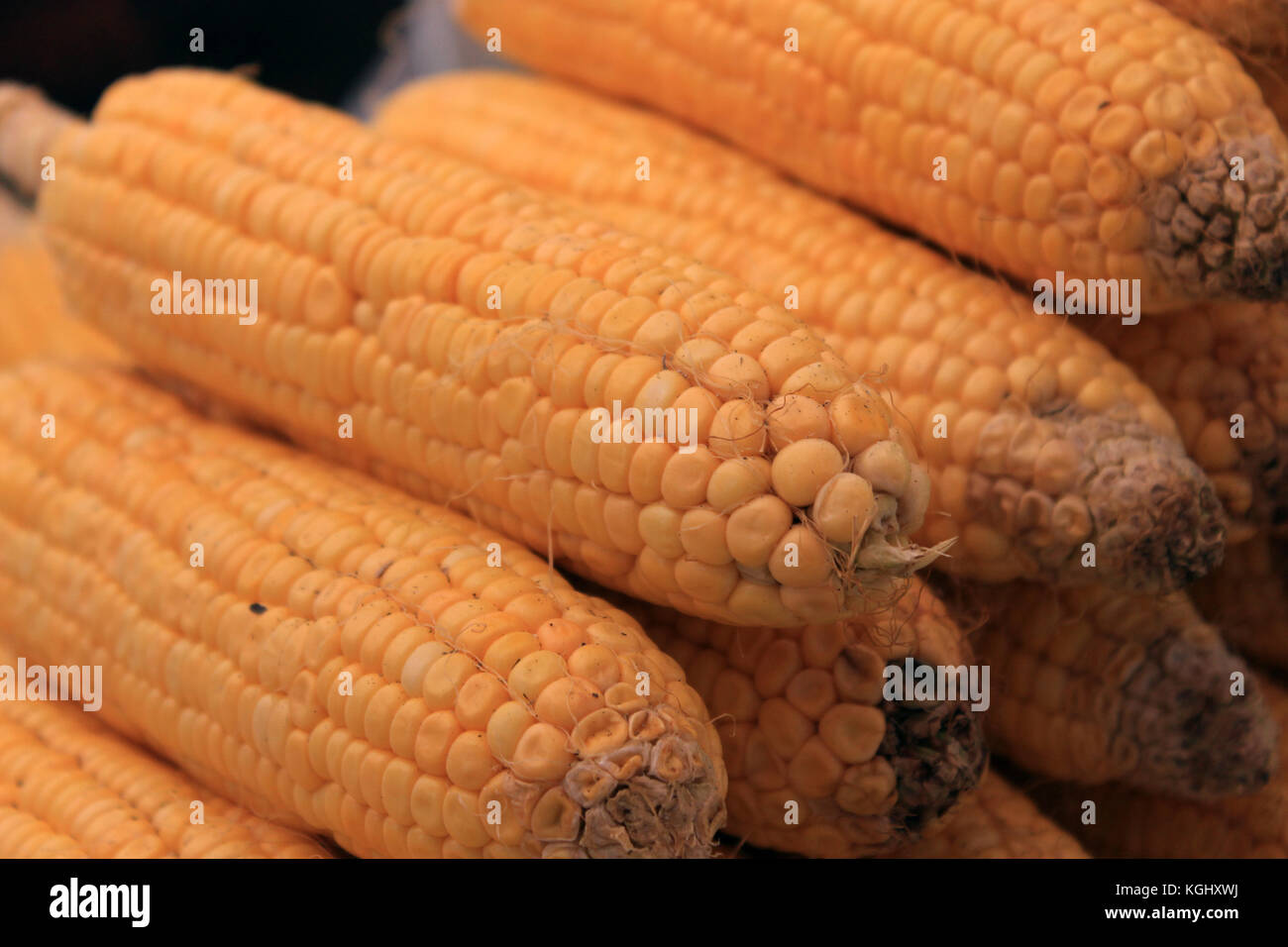Fresh corn vegetable. Row of corn cob in the market Stock Photo - Alamy