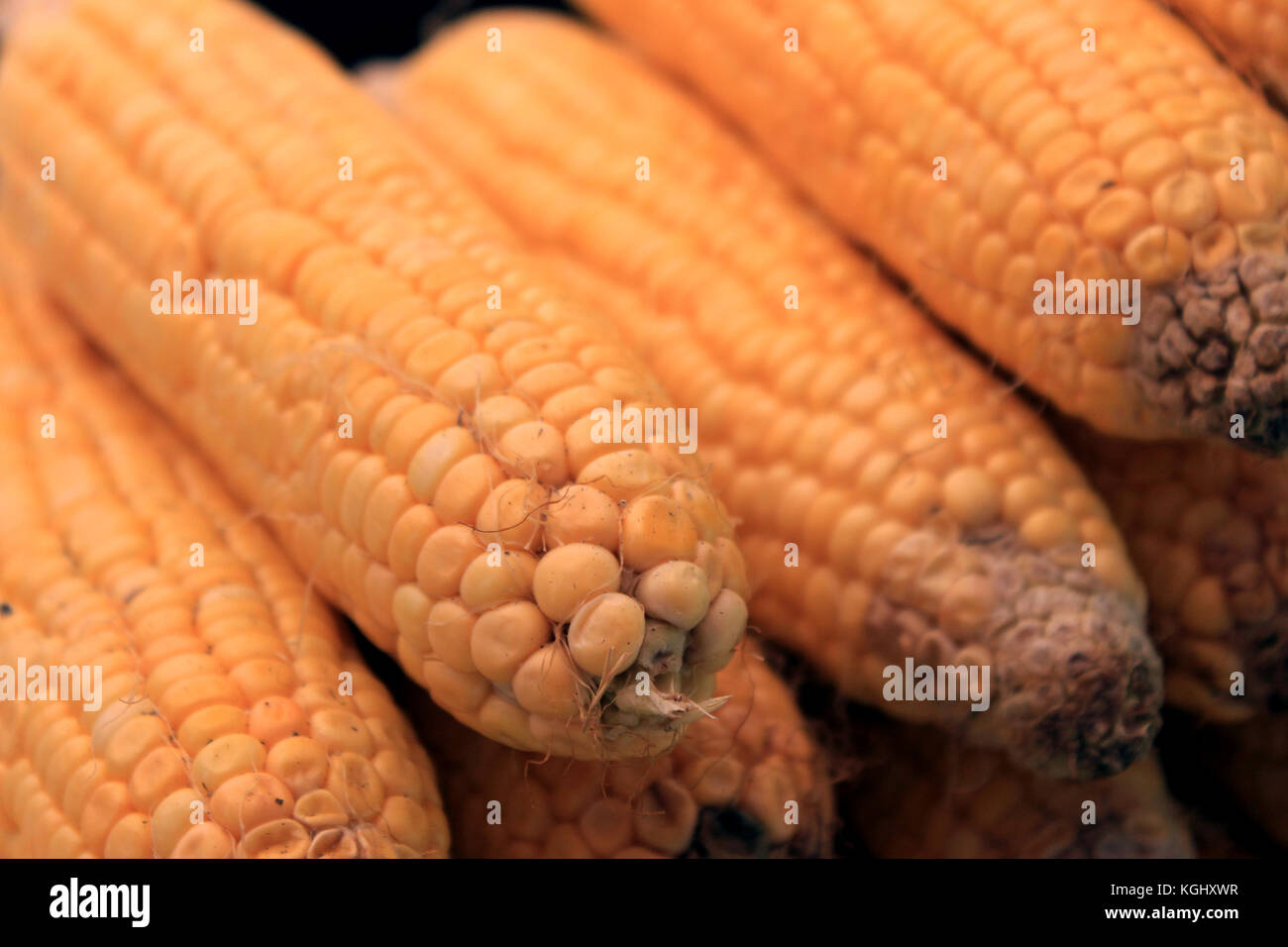 Fresh corn vegetable. Row of corn cob in the market Stock Photo - Alamy