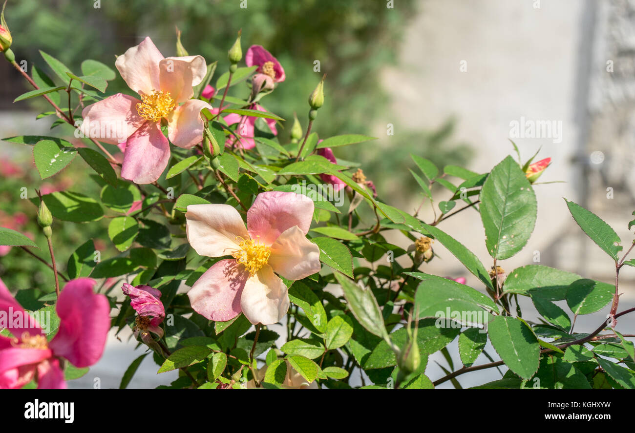 Simple orange hi-res stock photography and images - Alamy