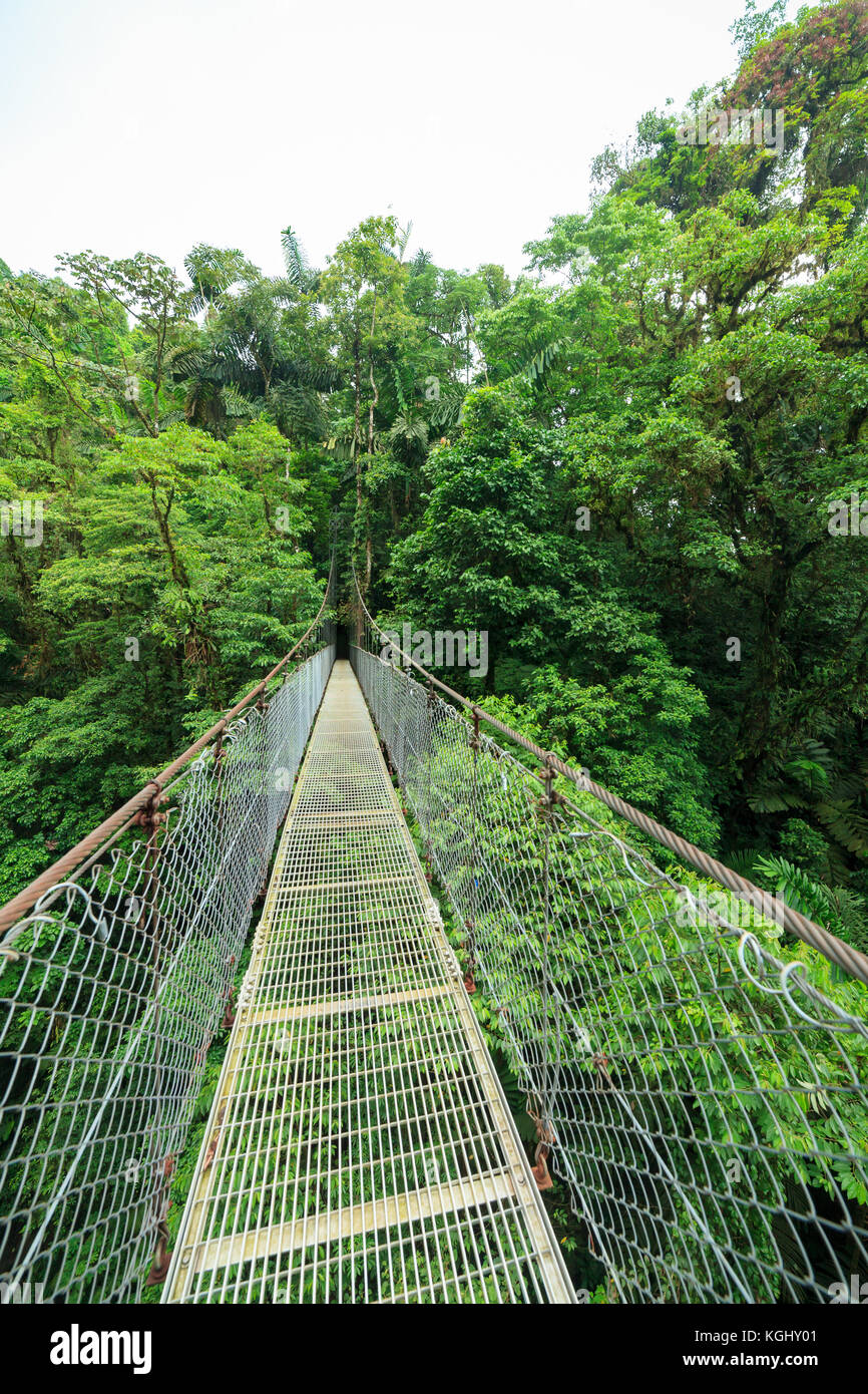Suspension bridge in rainforest Stock Photo - Alamy