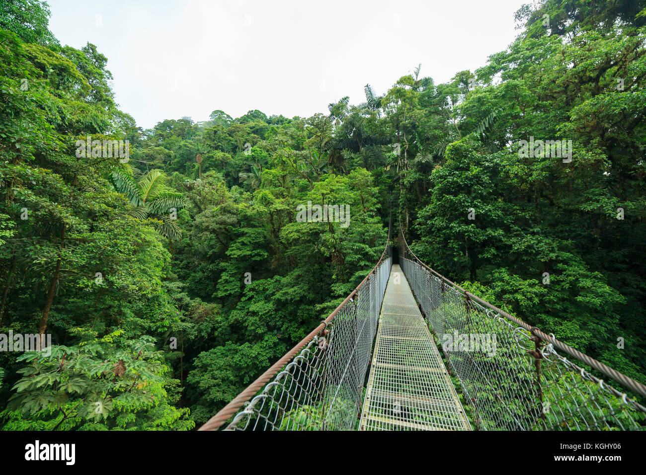 Suspension bridge in rainforest Stock Photo - Alamy