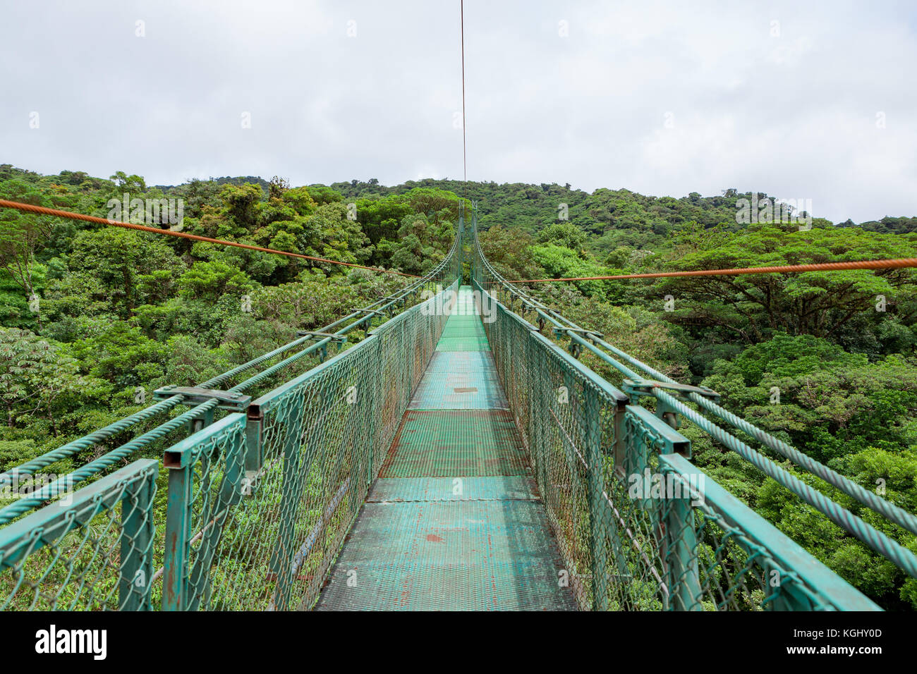 Suspension bridge in rainforest Stock Photo - Alamy