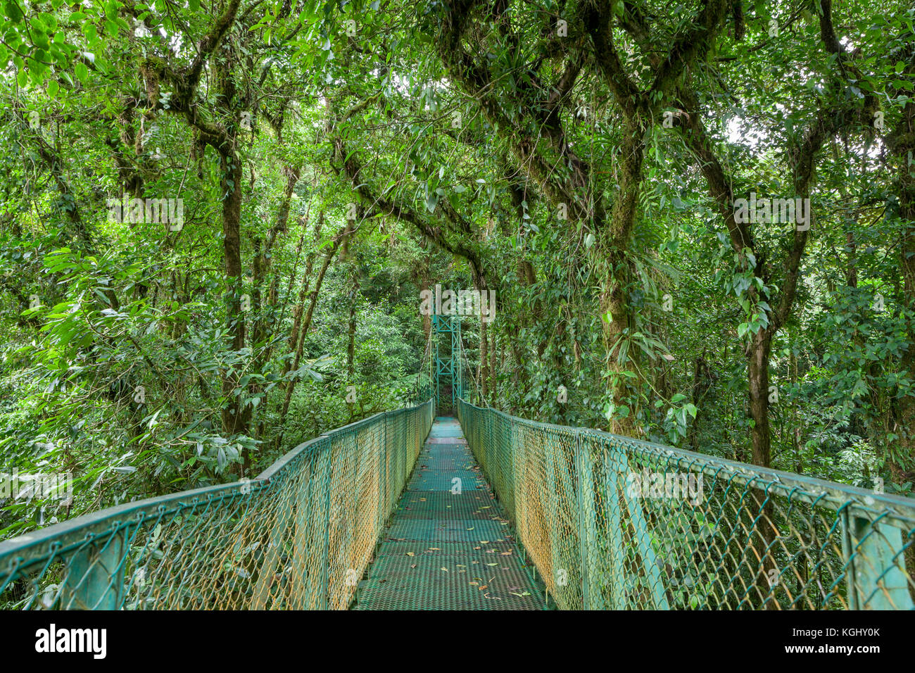 Suspension bridge in rainforest Stock Photo - Alamy