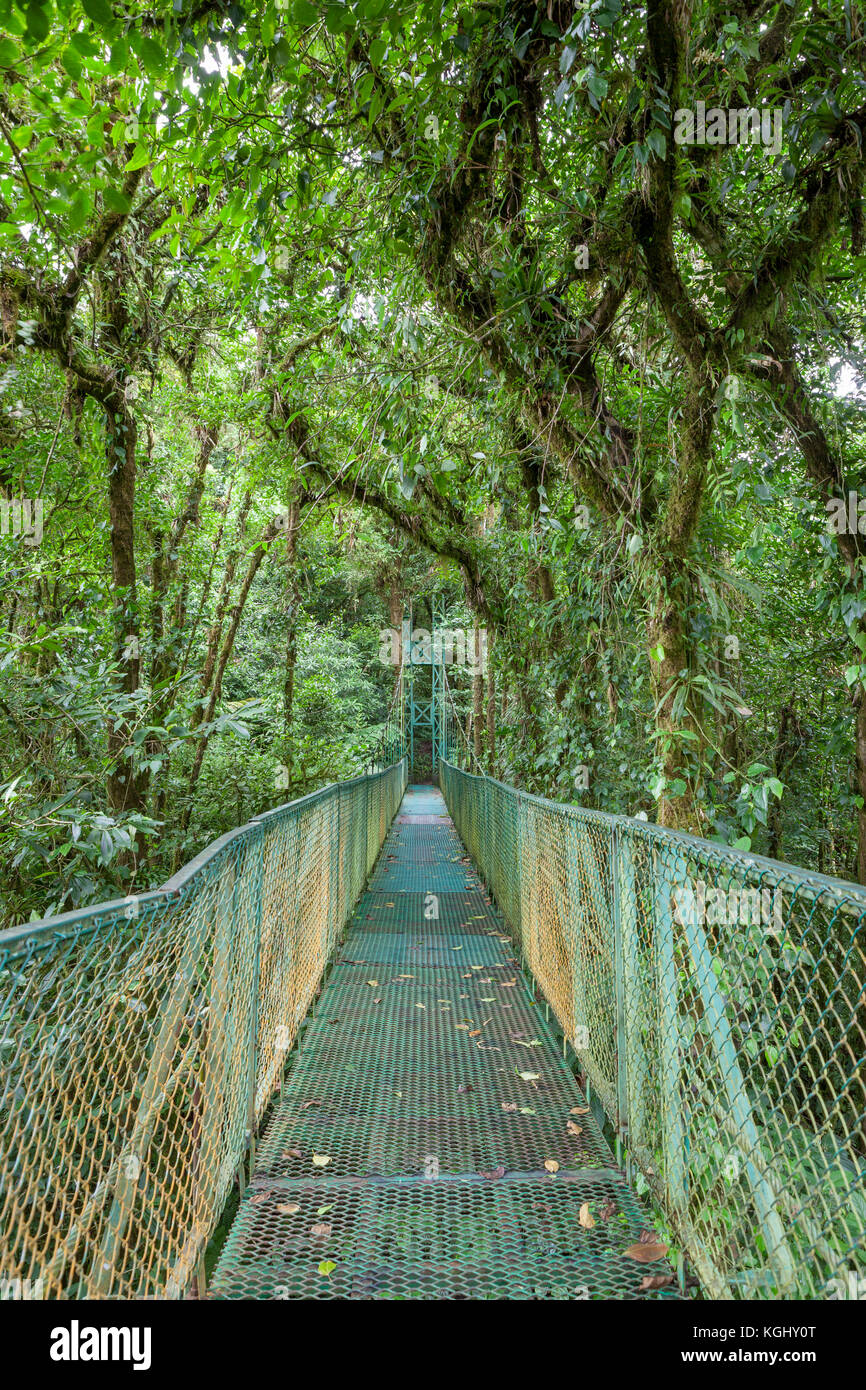 Suspension bridge in rainforest Stock Photo - Alamy