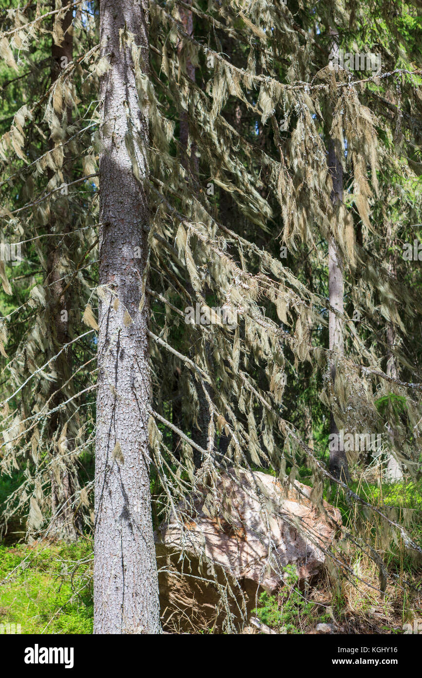 Beard moss hanging in spruce tree Stock Photo - Alamy