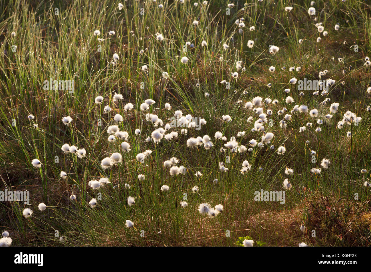 Cotton grass at sunlight Stock Photo - Alamy