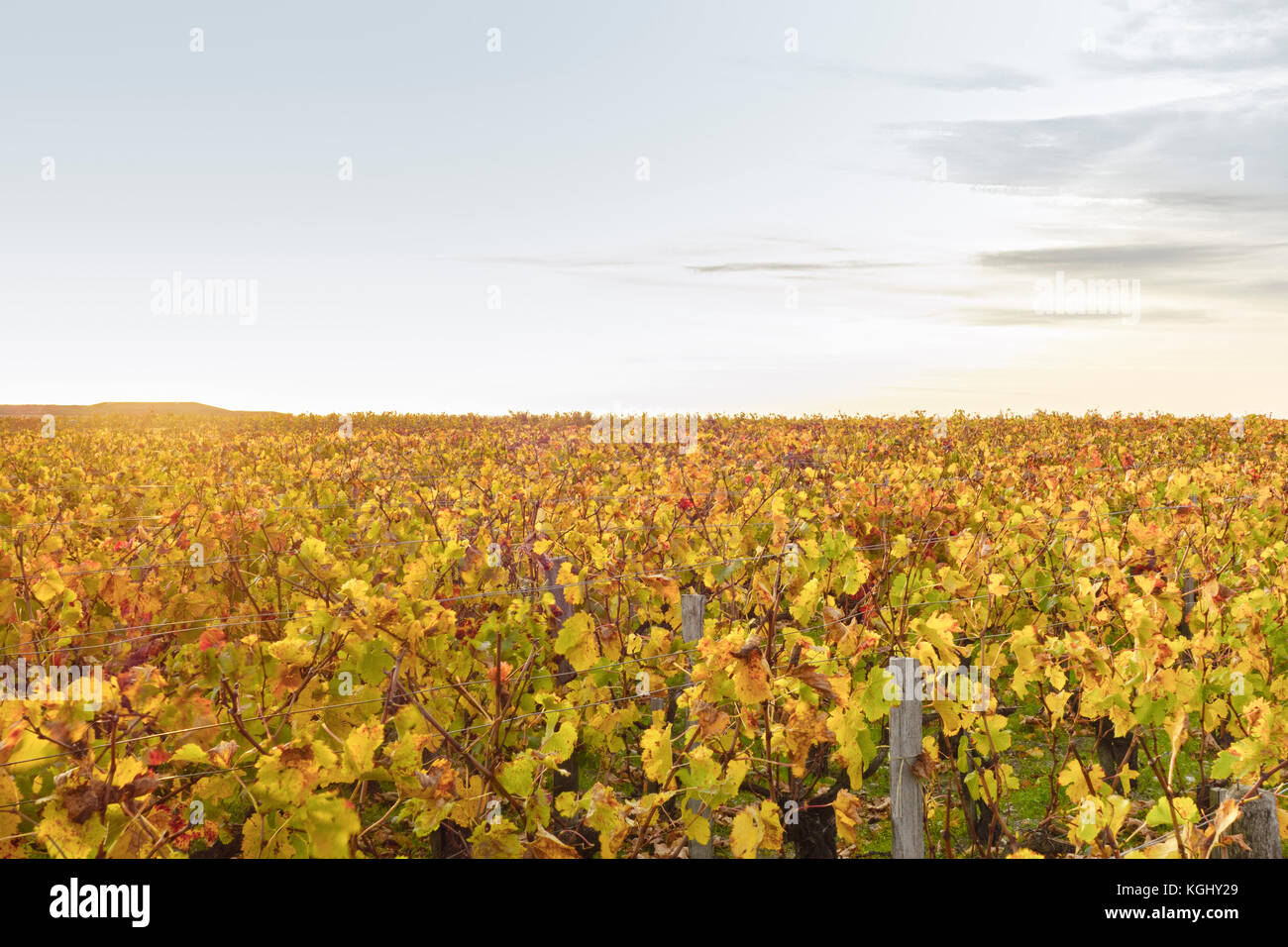 Vineyard in autumn at sunrise with golden tones. Bordeaux wine-growing ...