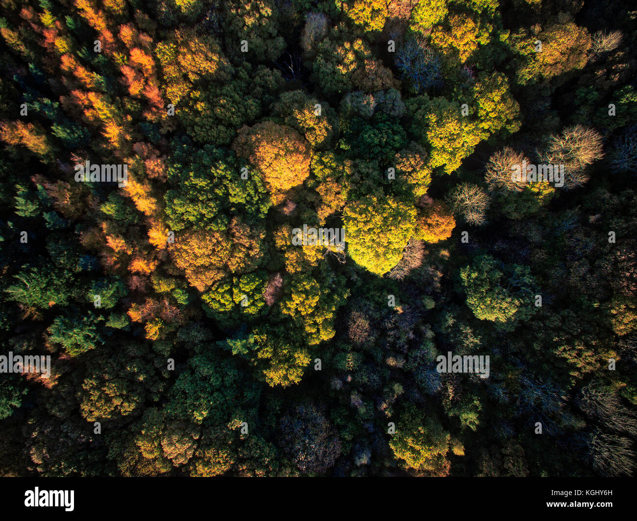 Autumn trees aerial hi-res stock photography and images - Alamy
