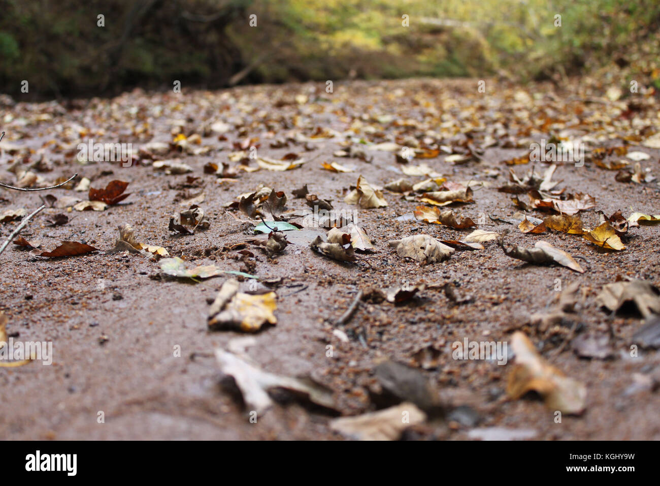 Autumn leaves on the creek side Stock Photo - Alamy