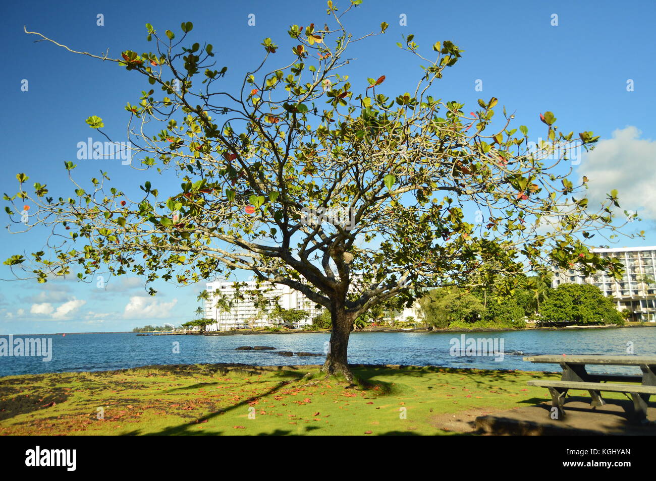 The Tree of Life In Hawaii Stock Photo - Alamy