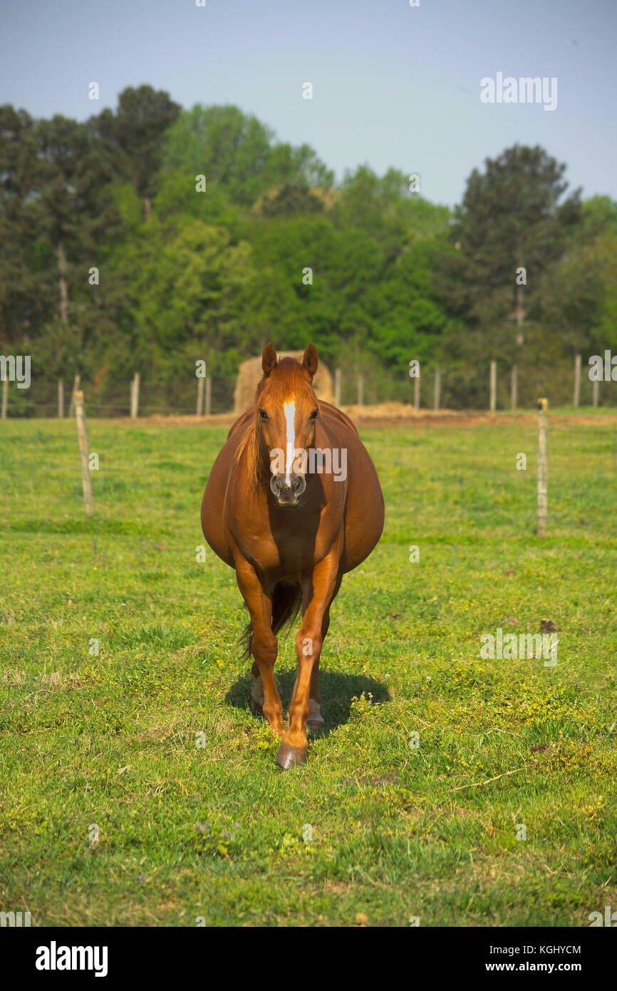 Horse Walking Front View