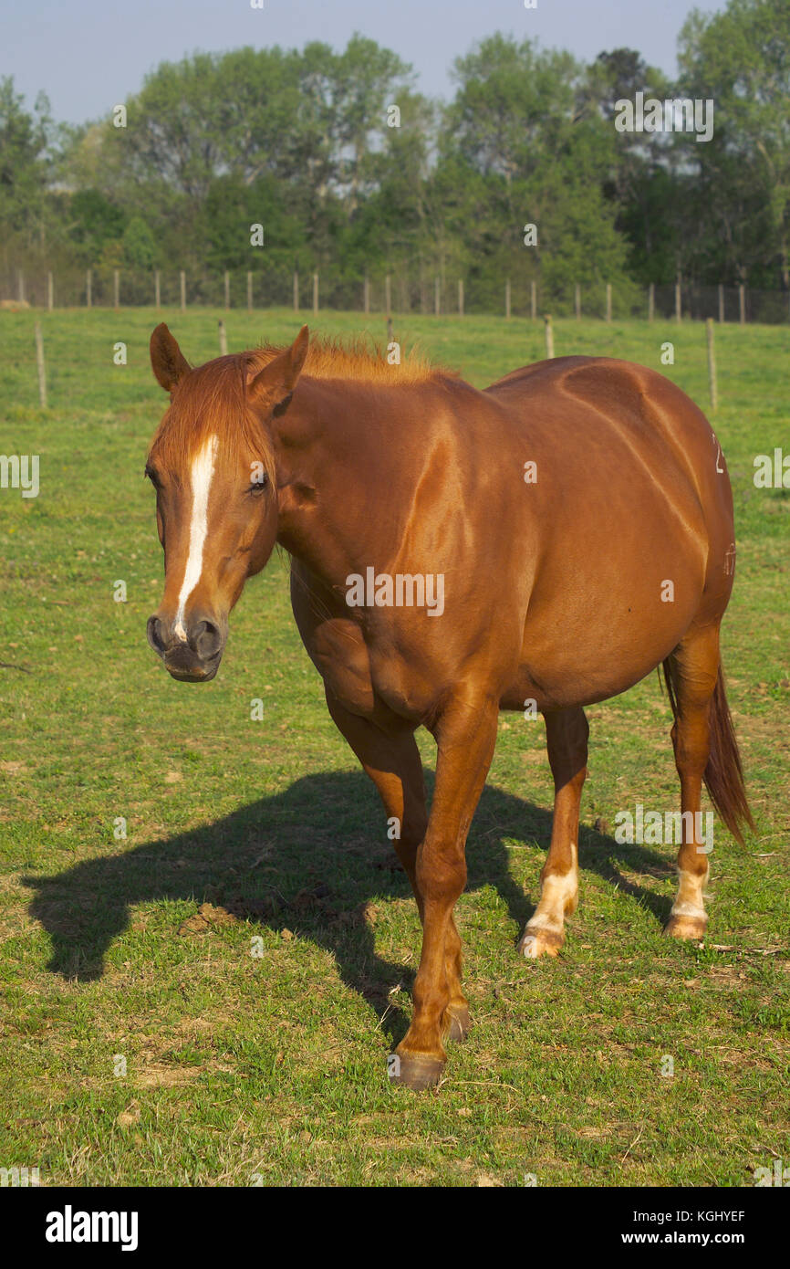 SIDE VIEW OF PREGNANT MARE IN PASTURE, AT THE UNIVERSITY OF GEORGIA'S ...