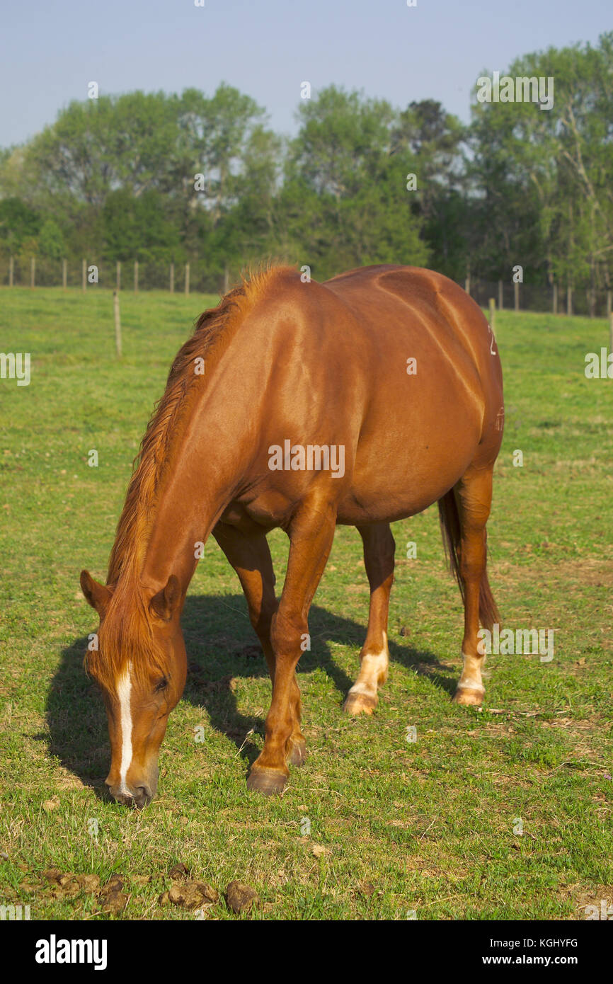 SIDE VIEW OF PREGNANT MARE IN PASTURE, AT THE UNIVERSITY OF GEORGIA'S ...