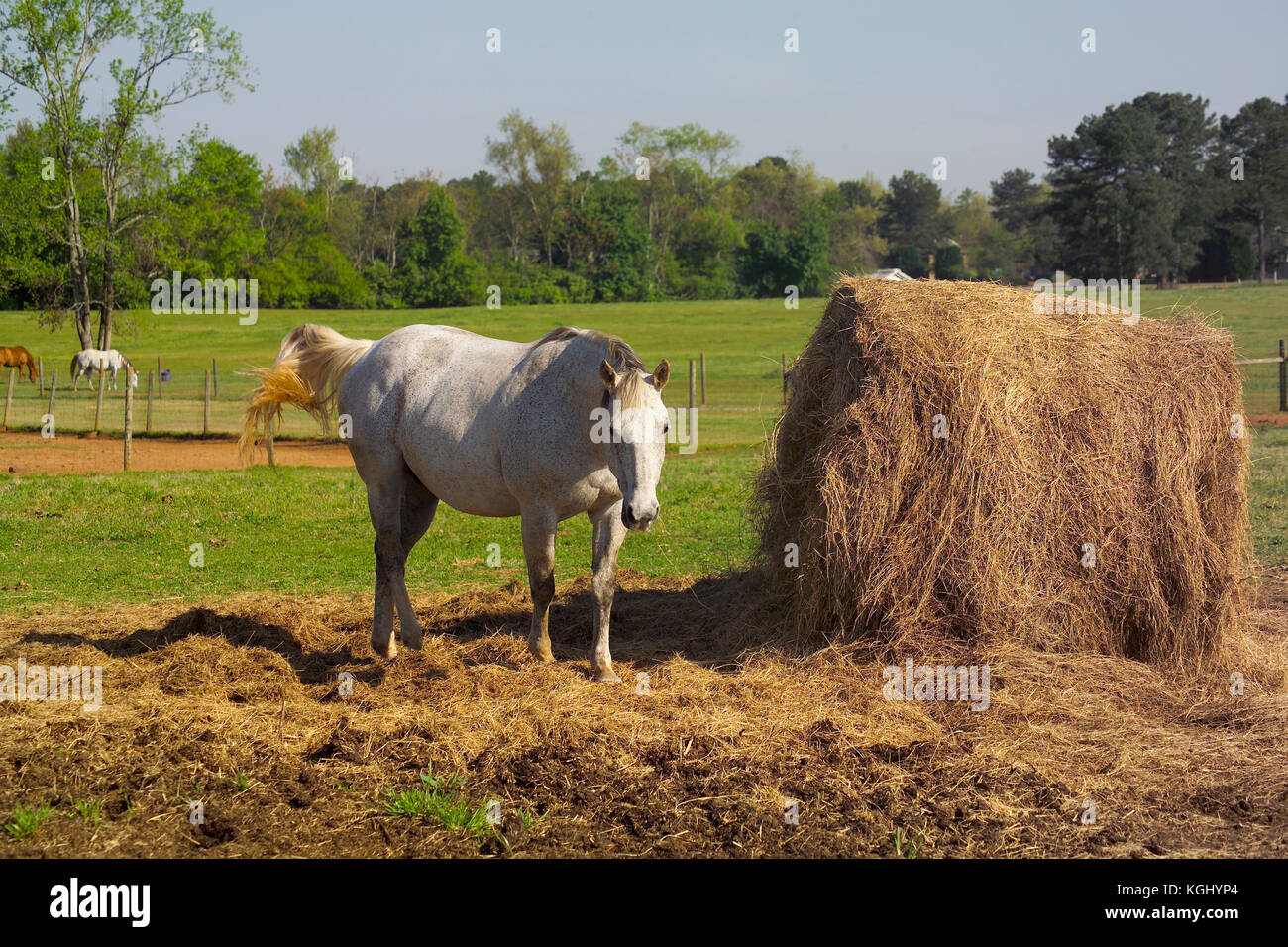 SIDE VIEW OF PREGNANT MARE IN PASTURE, AT THE UNIVERSITY OF GEORGIA'S ...