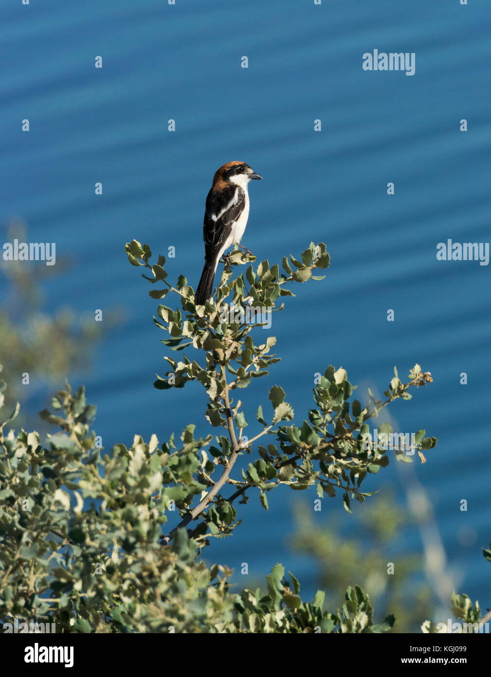 Woodchat Shrike (Lanius senator), male Stock Photo - Alamy