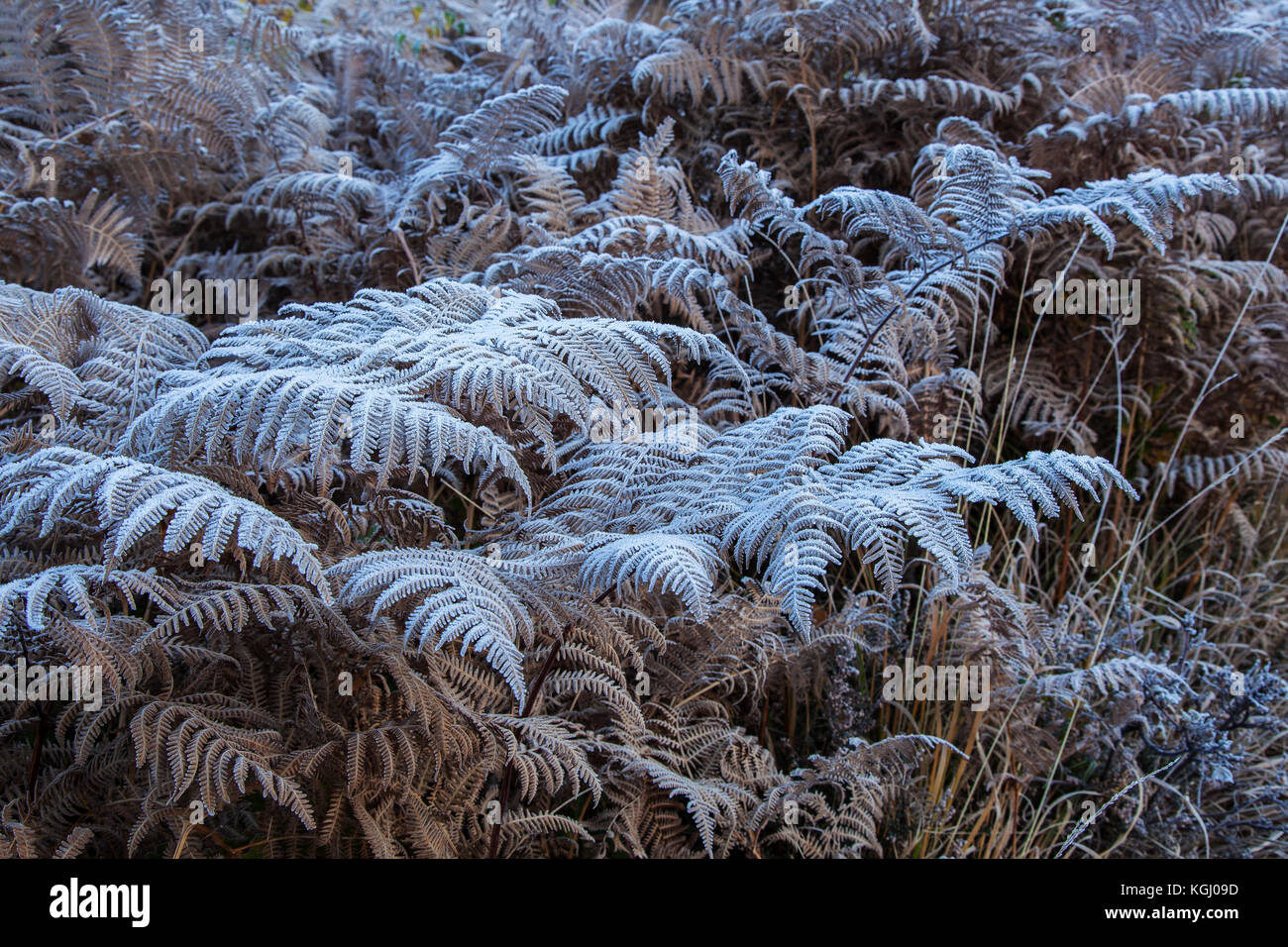 Frosted Ferns in Epping Forest after a Cold Night Stock Photo - Alamy