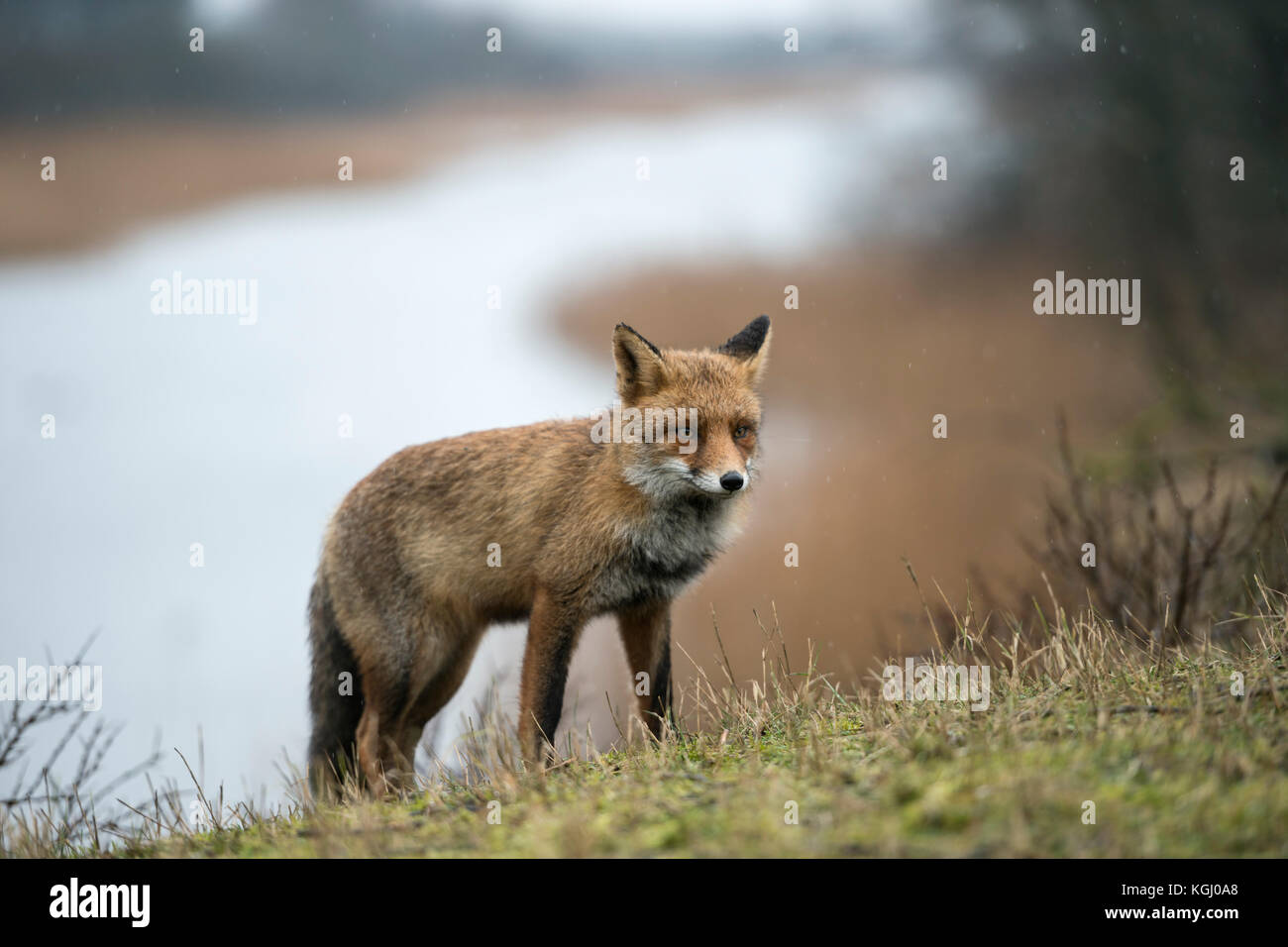 Red Fox / Rotfuchs ( Vulpes vulpes ) adult, coming up a hill above a ...