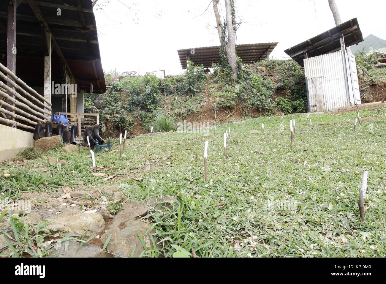LAFERM COCO À BAMBOUS VIRIEUX Stock Photo - Alamy