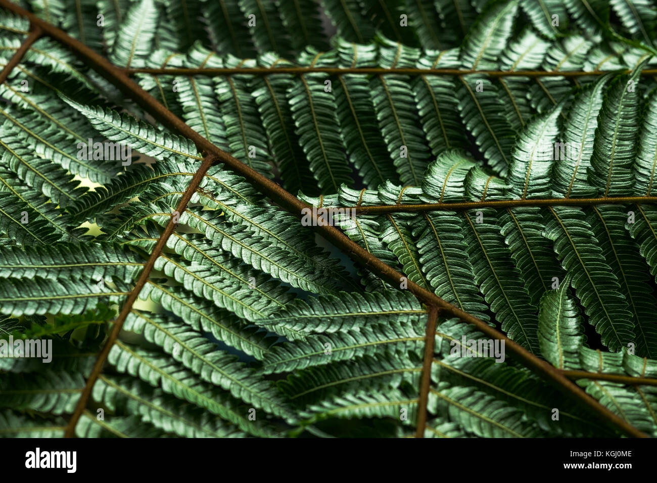 A fern in rain forest close up. Background for ecology subjects Stock ...
