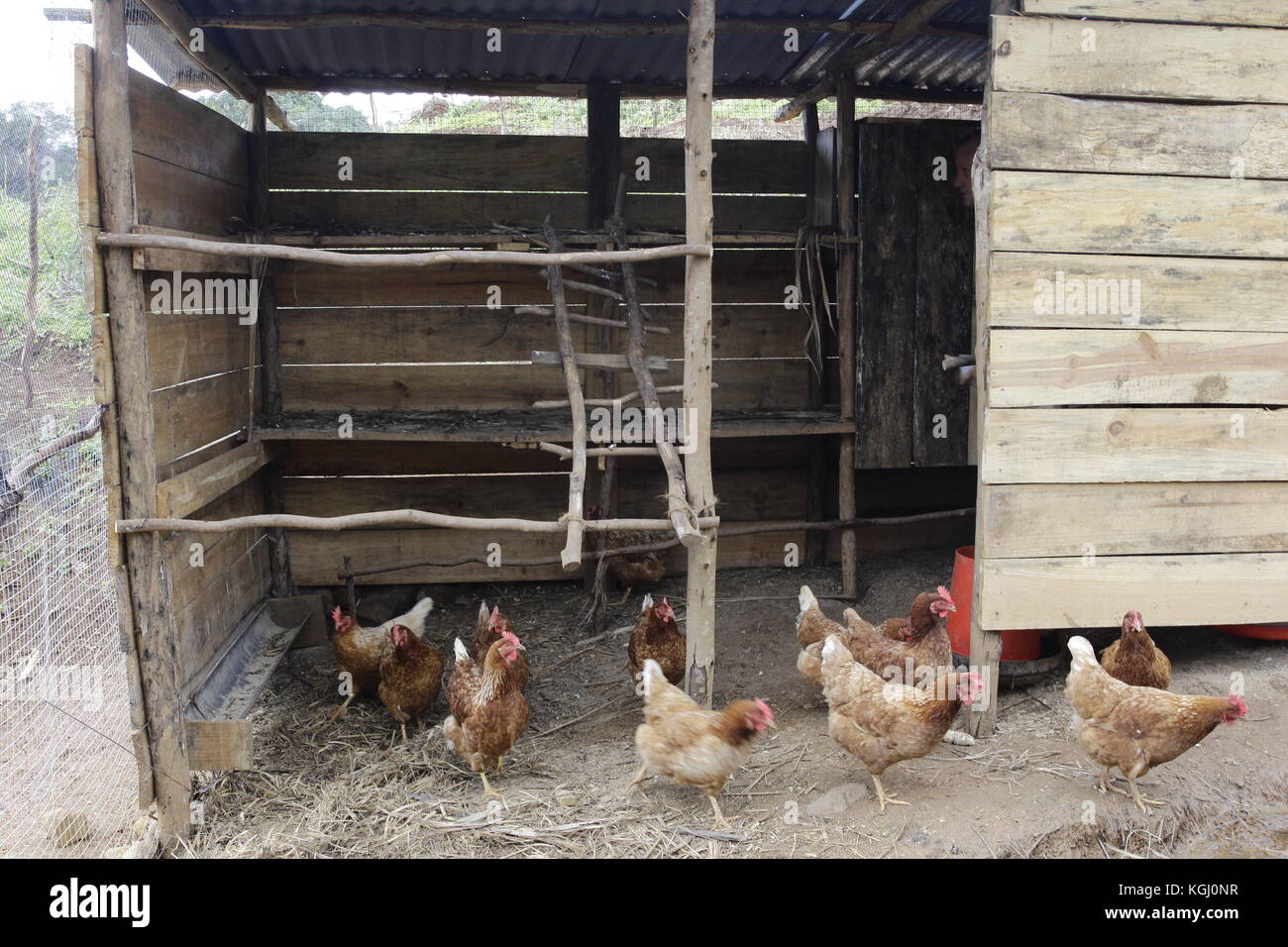 LAFERM COCO À BAMBOUS VIRIEUX Stock Photo - Alamy