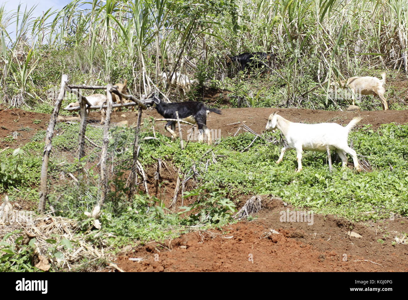 LAFERM COCO À BAMBOUS VIRIEUX Stock Photo - Alamy