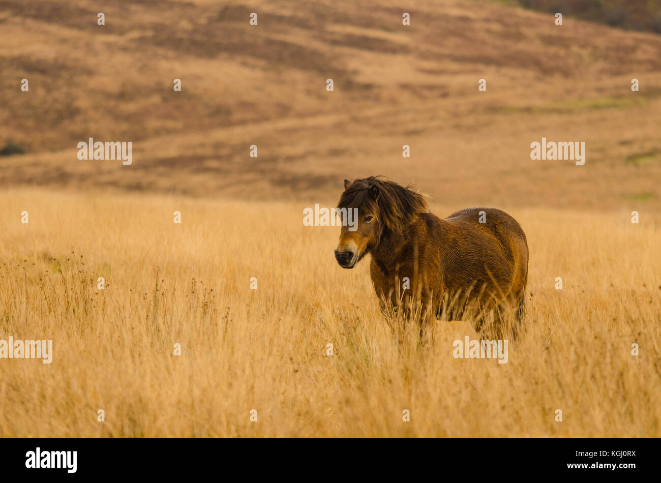 Isolated Exmoor pony on moorland Stock Photo - Alamy