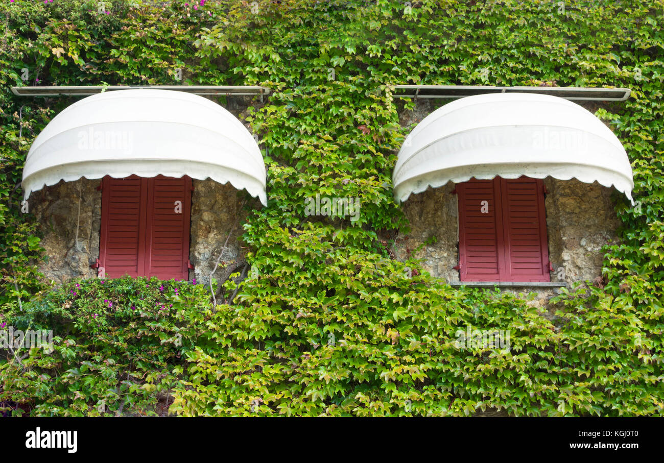 Ivy clad wall with two shuttered windows Santa Margherita Italy Stock ...
