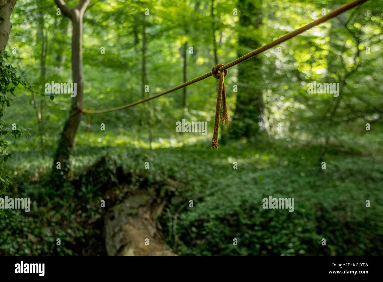 Knotted log hi-res stock photography and images - Alamy