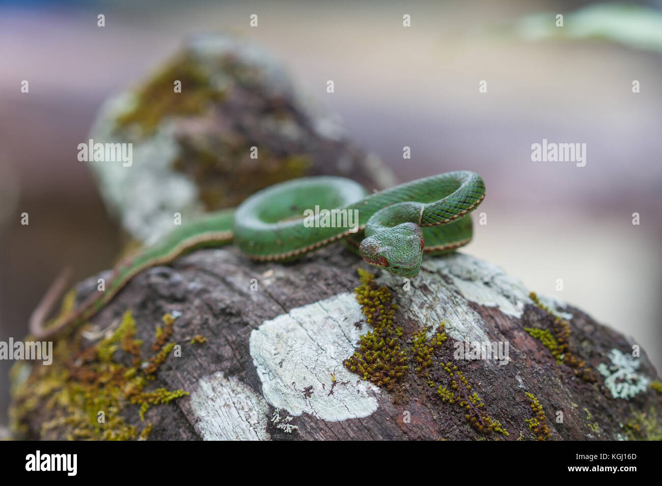 Pope's Green Pitviper snake (Trimeresurus [Popeia] popeiorum) in forest ...