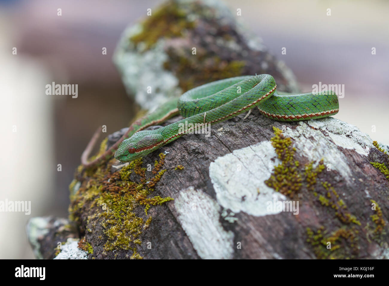 Pope's Green Pitviper snake (Trimeresurus [Popeia] popeiorum) in forest ...