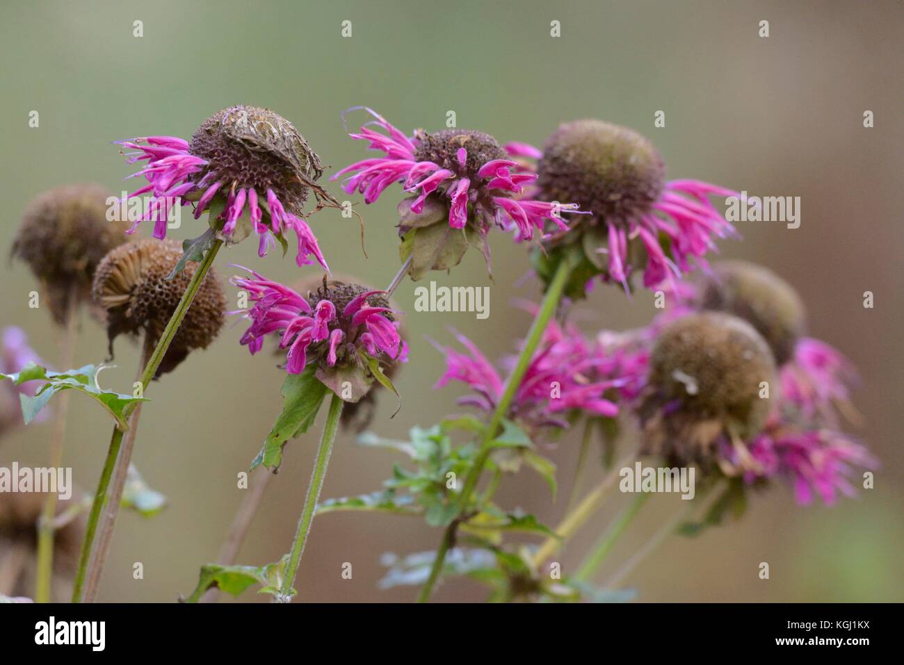 Monarda didyma hi-res stock photography and images - Alamy
