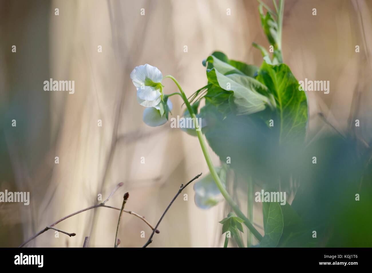 Pisum sativum, Pea 'Early Onward' flowing amongst rustic pea sticks ...