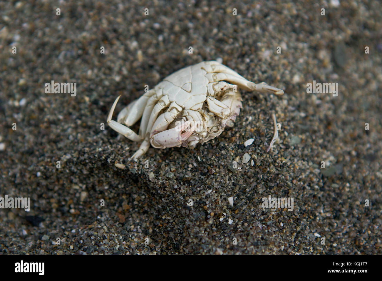 Upside down crab hi-res stock photography and images - Alamy