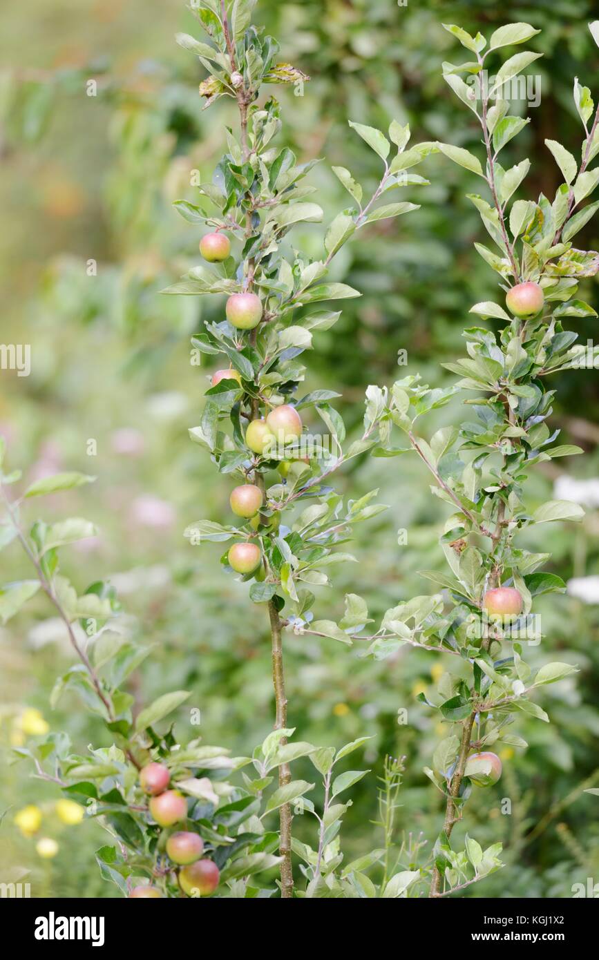 Katy Apple Tree High Resolution Stock Photography and Images - Alamy
