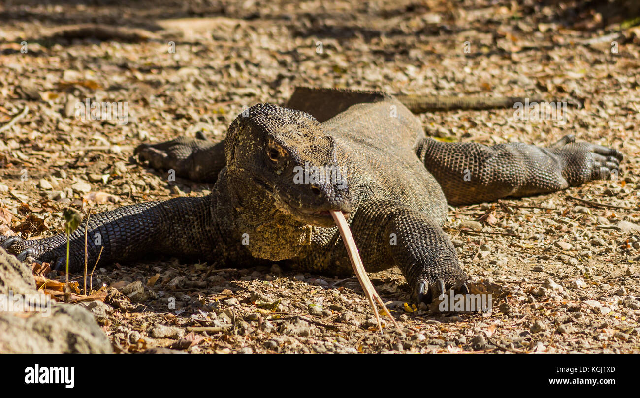 Komodo Dragon on Komodo Island, UNESCO World Heritage Centre, Indonesia ...