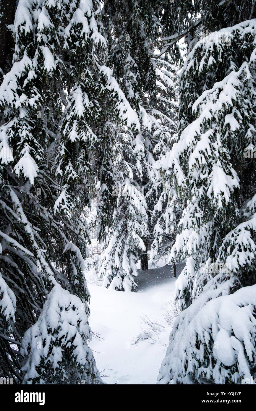 Snow covered pine trees. Les Arcs, Savoie. France Stock Photo - Alamy