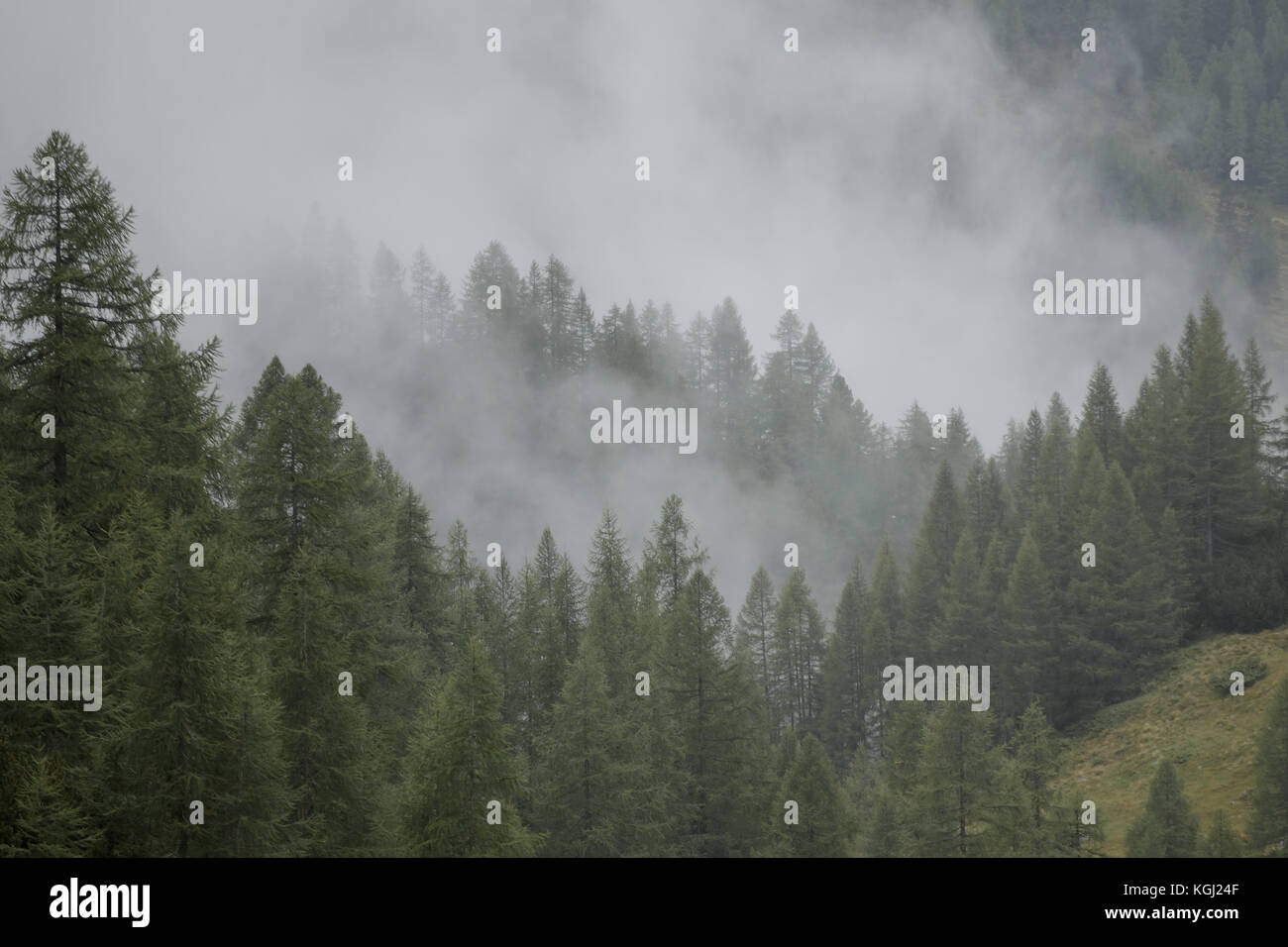 Mist in a forest of trees Stock Photo - Alamy