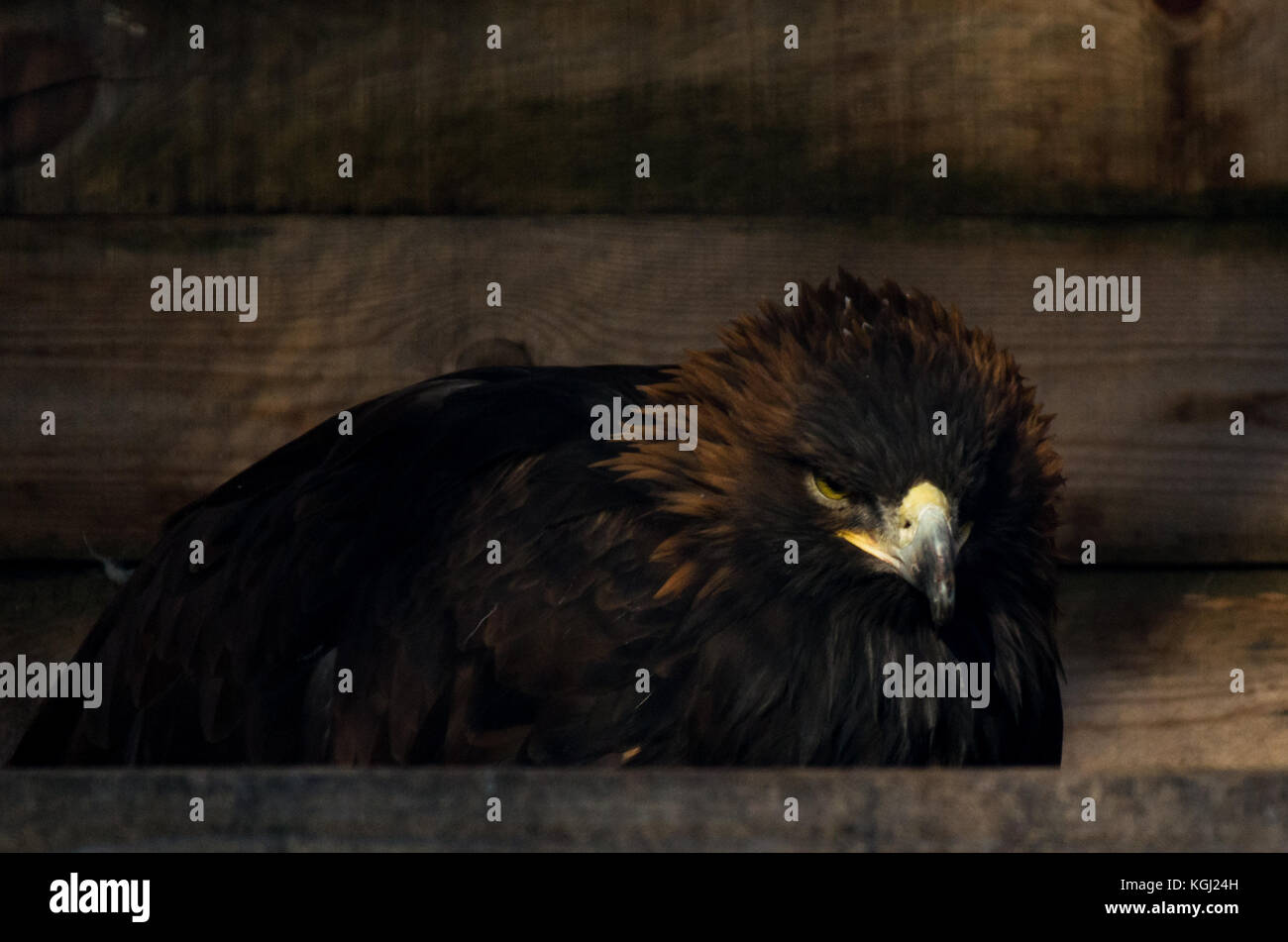 Restriction of freedom concept: Golden Eagle (Aquila chrysaetos) in ...