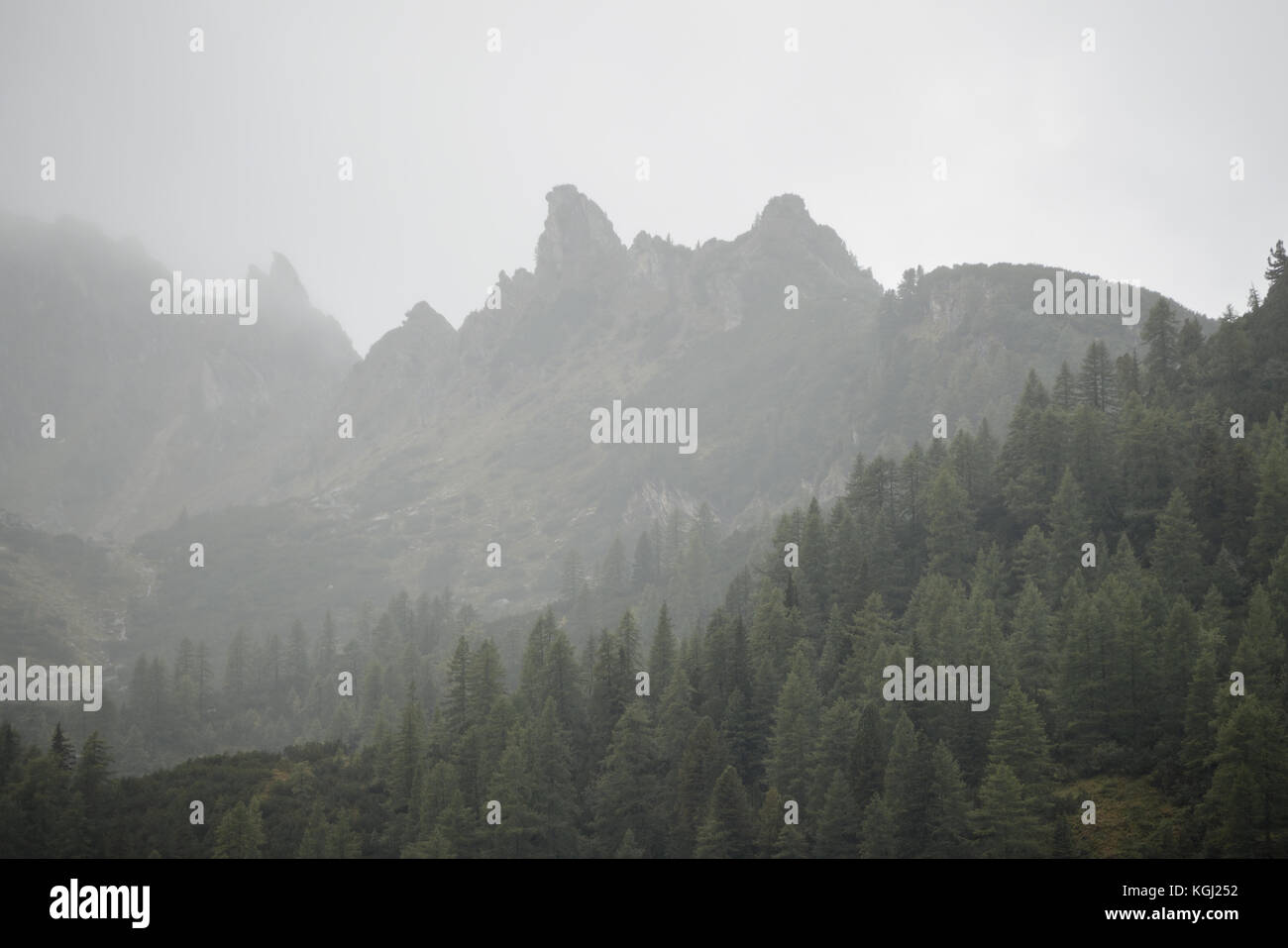 Mist in a forest of trees Stock Photo - Alamy