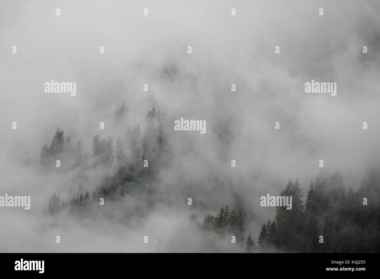 Mist in a forest of trees Stock Photo - Alamy