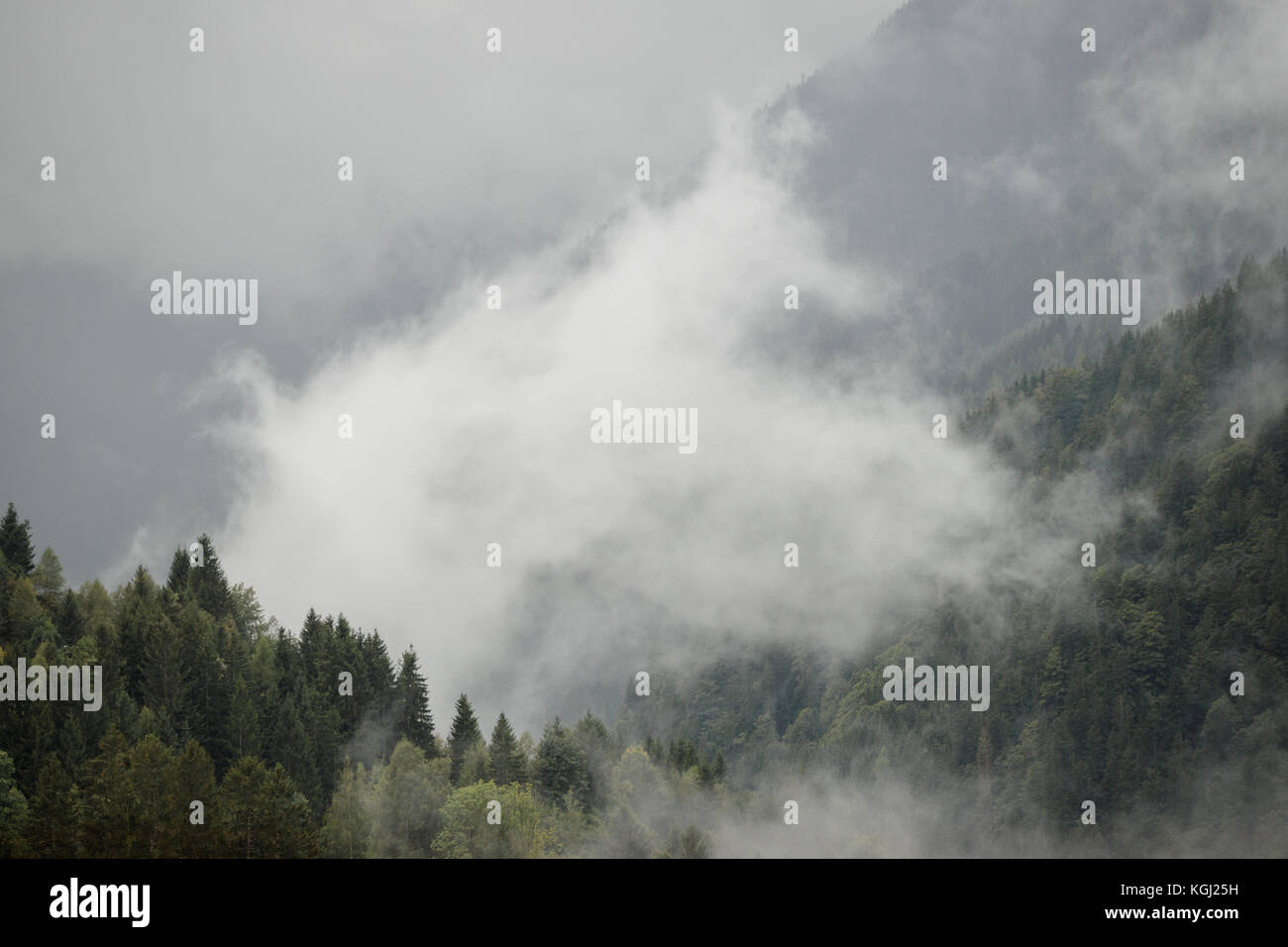 Mist in a forest of trees Stock Photo - Alamy