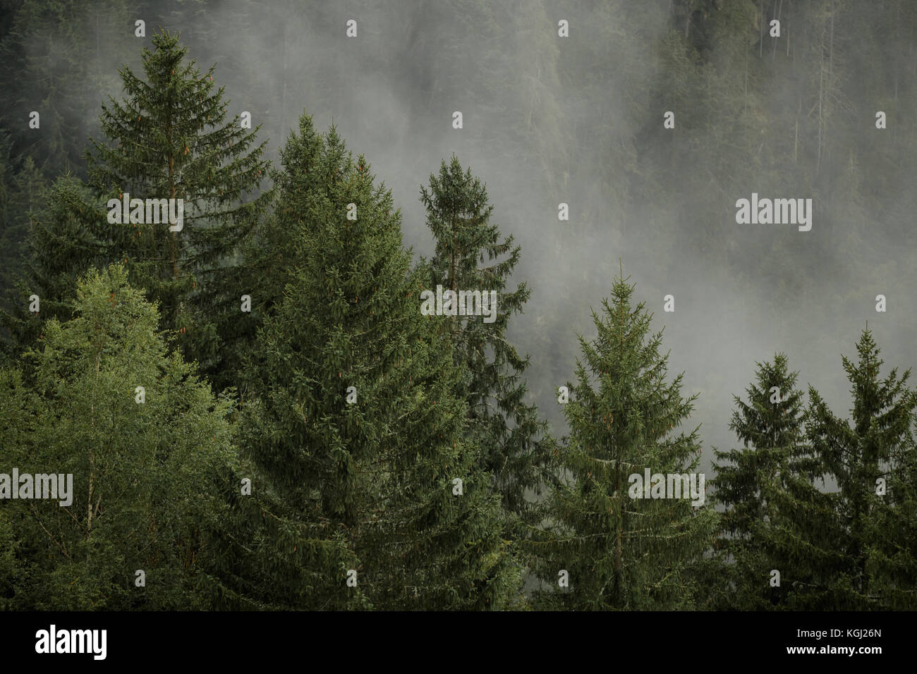 Mist in a forest of trees Stock Photo - Alamy
