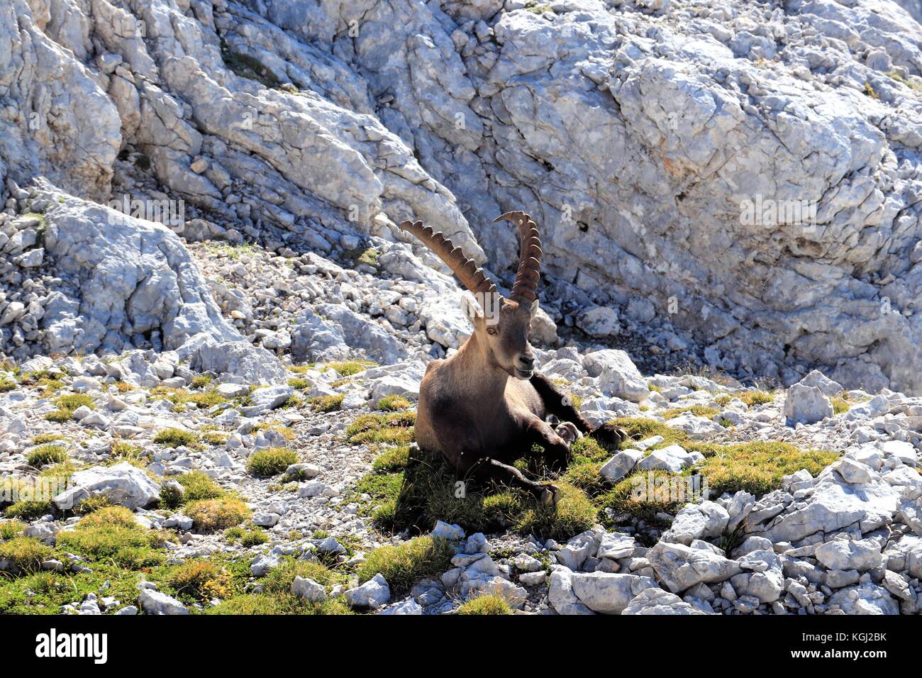 Ibex resting in a grass Stock Photo - Alamy