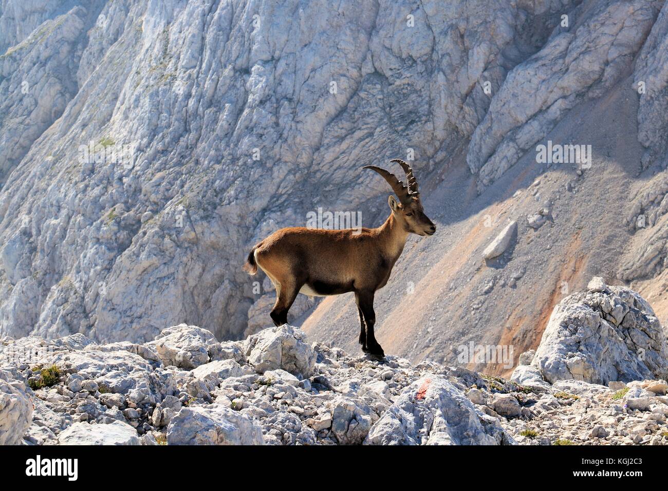 Middle size ibex Stock Photo - Alamy