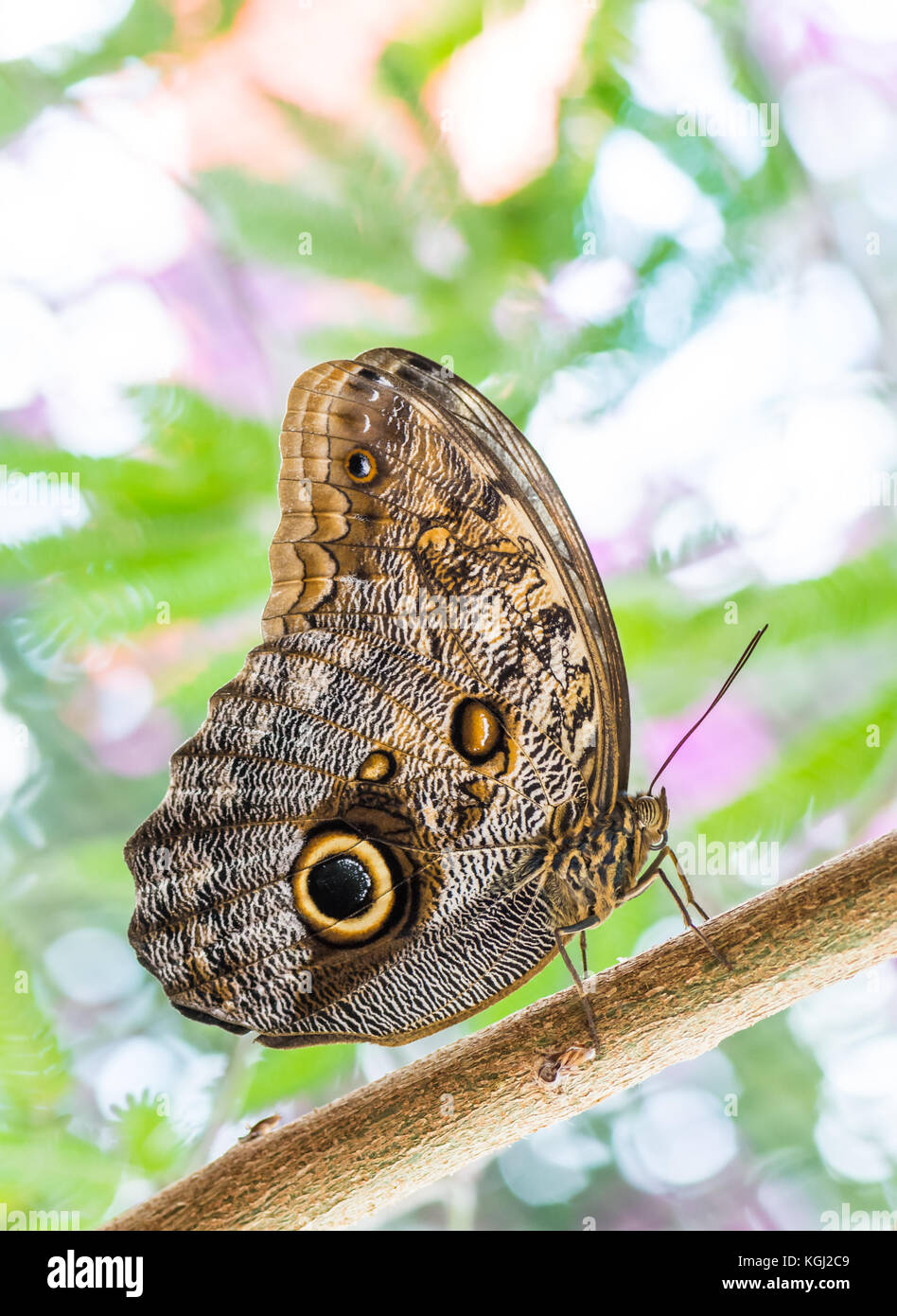Macro of a tropical owl butterfly Stock Photo - Alamy