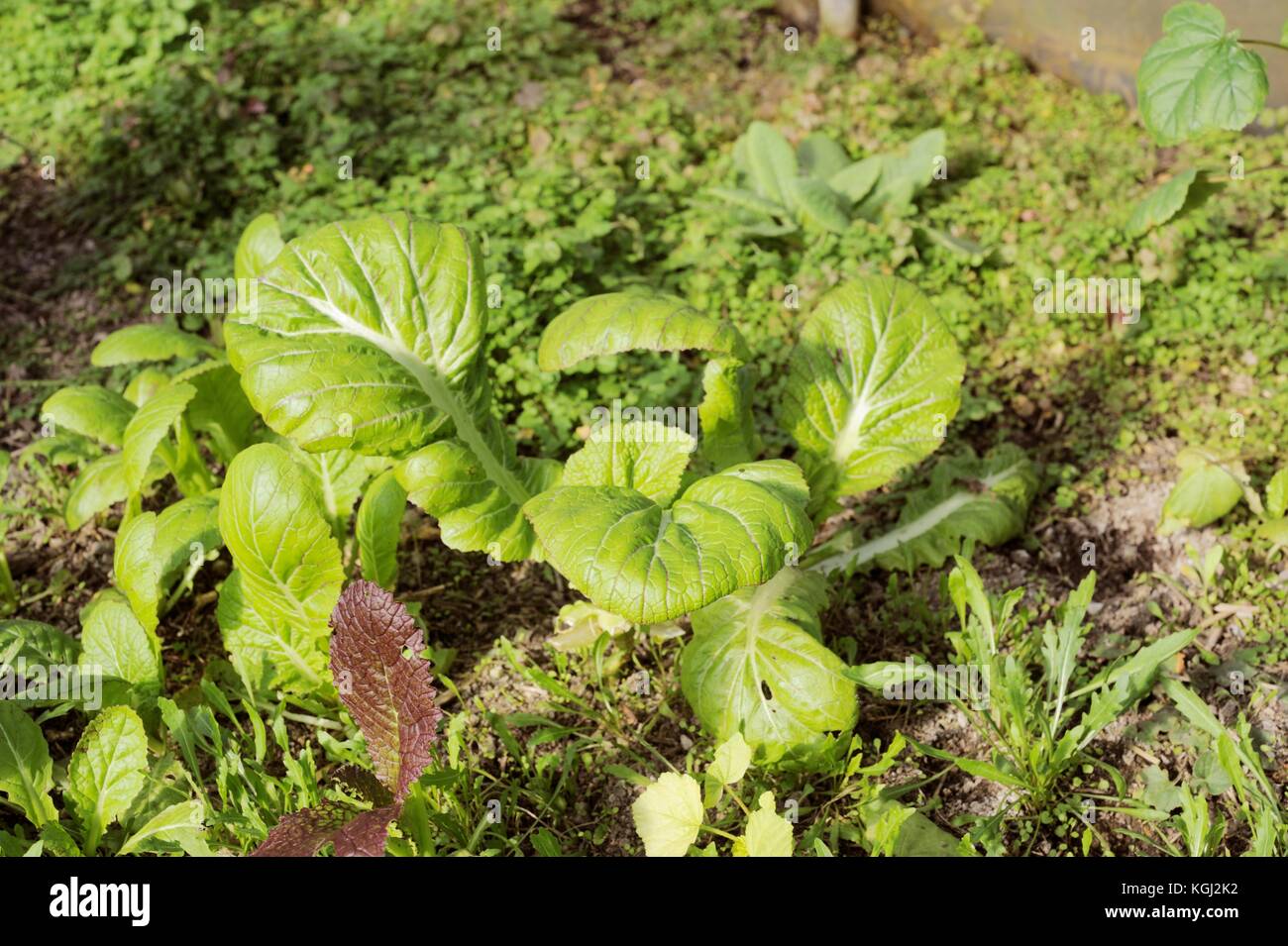 Brassica juncea, Indian Mustard 'Amsoi' in a polytunnel in winter ...