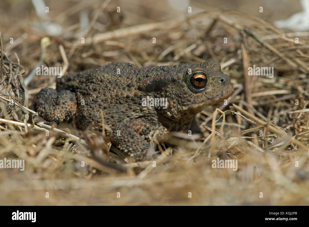 Juvenile Common Toad (Bufo bufo Stock Photo - Alamy