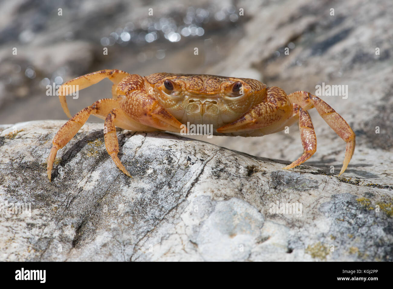 Freshwater Crab (Potamon potamios Stock Photo - Alamy